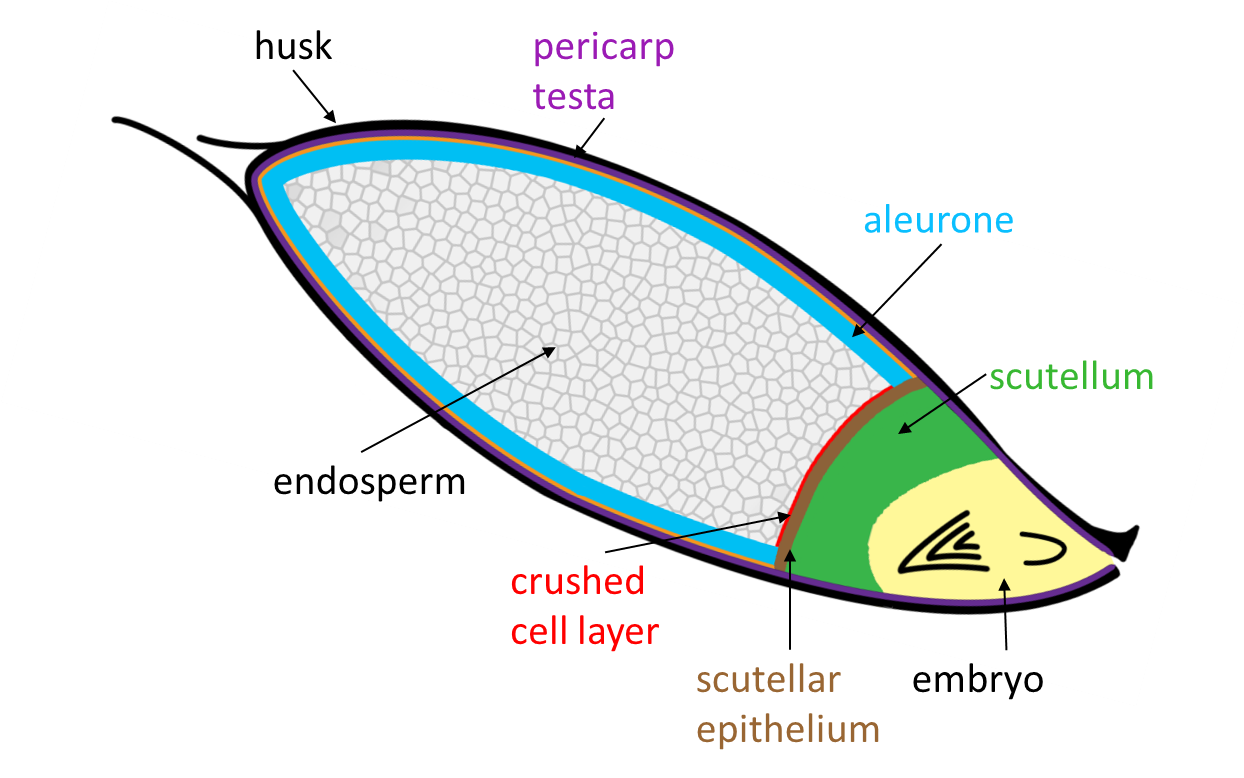 Dr Natalie Betts | Researcher Profiles